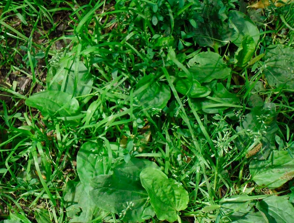 Pasto planta Stock Photos, Royalty Free Pasto planta Images | Depositphotos