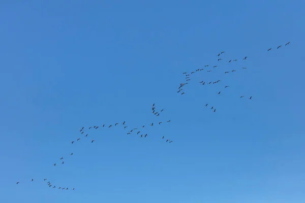 Flying canaries Stock Photos, Royalty Free Flying canaries Images ...