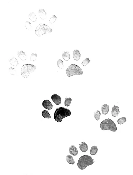 Real Dog Print