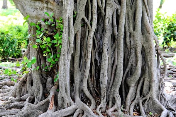 Strangling Aerial Roots