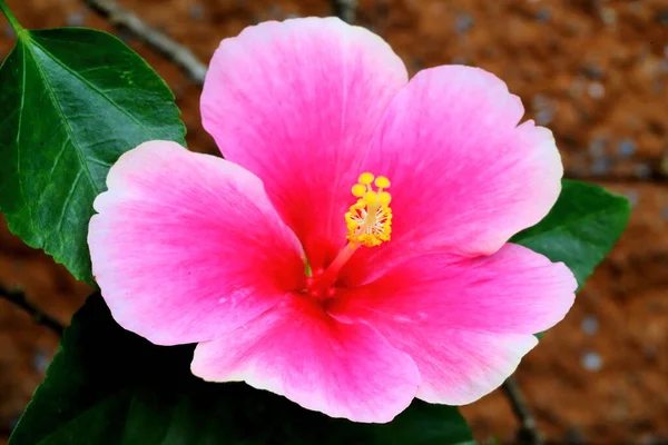 Flor nacional de bahamas Stock Photos, Royalty Free Flor nacional de ...