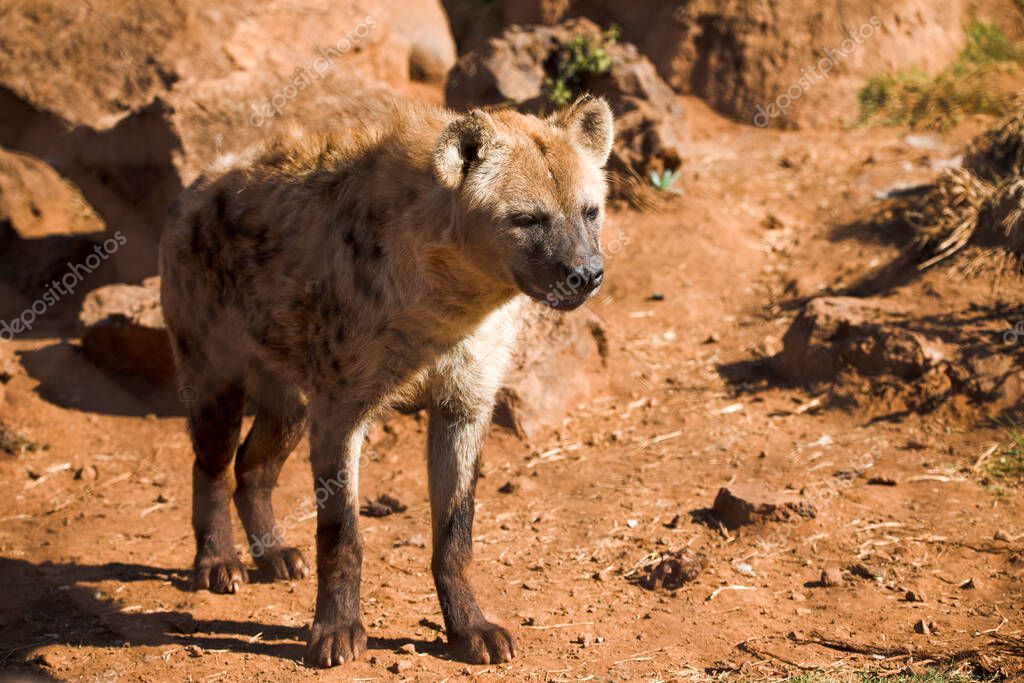 Hiena está atenta a su entorno en la sabana africana de Sudáfrica ...