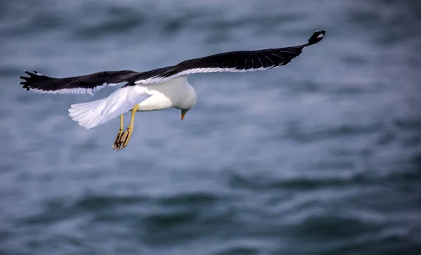 Seagull flying through the shark alley in the Atlantic Ocean at ...