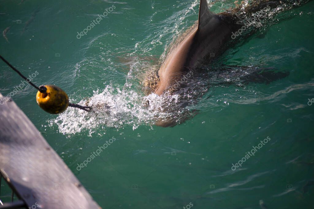 Bronze shark approaching the cage of the shark watching boat in ...