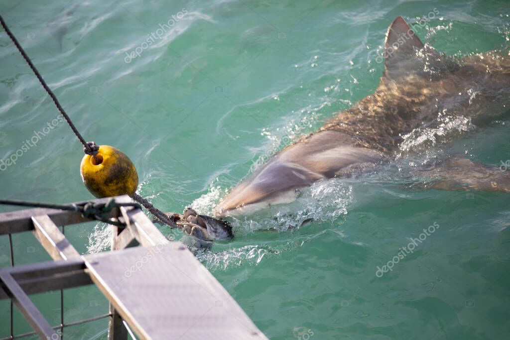 Great bronze shark taking the bait of the hook thrown from the shark ...