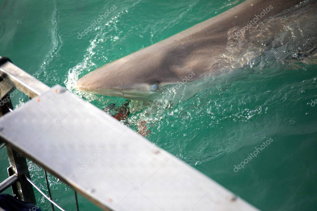 Bronze shark emerging from the deep waters of the shark alley in the ...