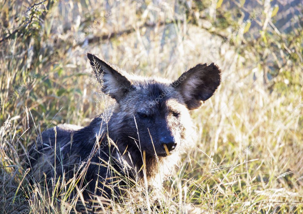beautiful specimen of the African lycaon lying in the bush of the ...