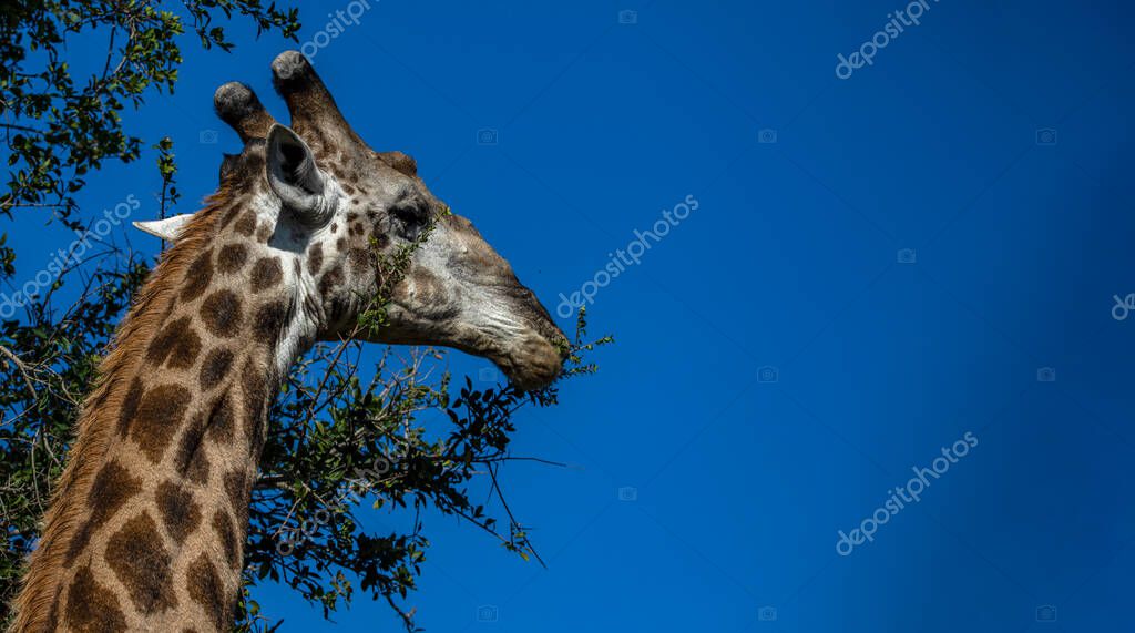 Giraffe head eating with its long neck from the trees of the African ...