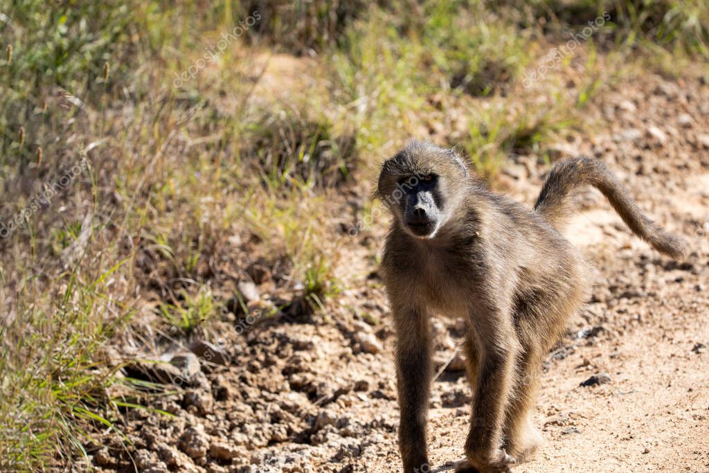 Baboon monkey breeding in the wild in the African savannah of South ...