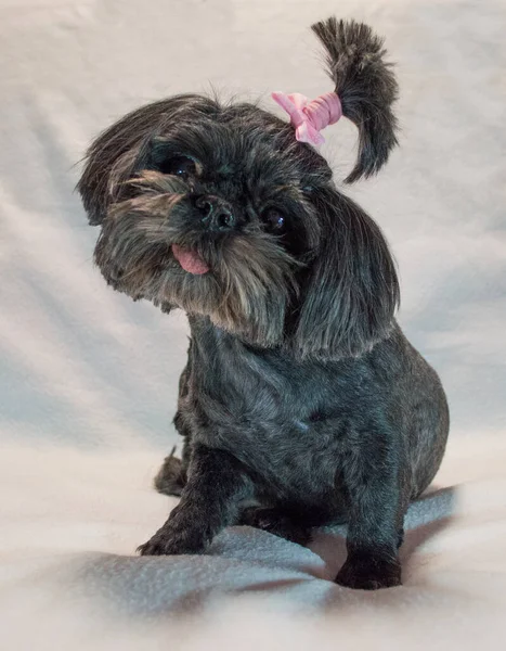 Kleine kurzhaarige hunderassen mit Stock Photos, Royalty Free Kleine ...