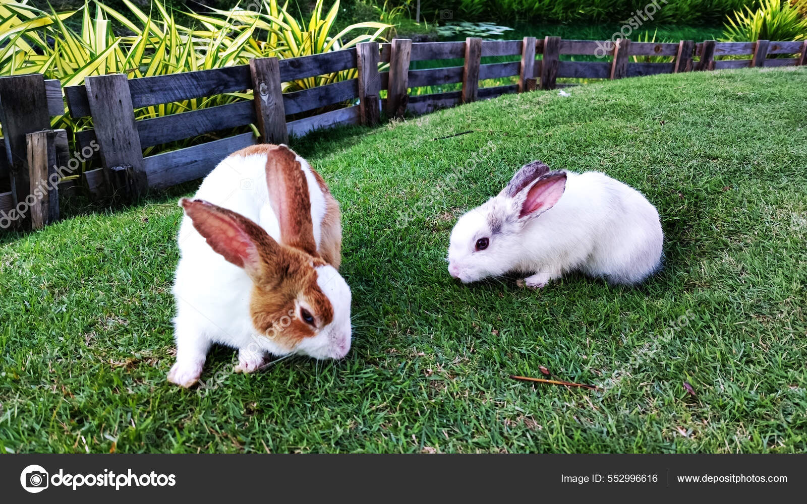 Two White Brown Rabbits Running Lawn — Stock Photo © Codename789 #552996616