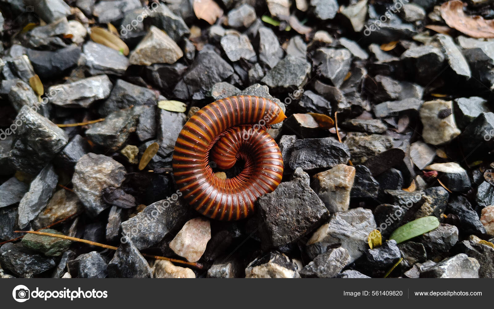Class Myriapoda