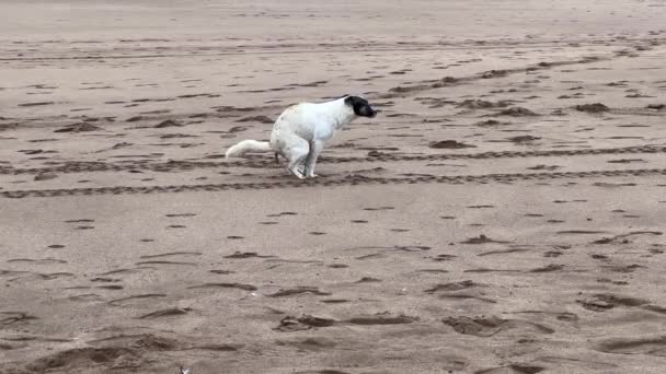 79 Dog pooping Stock Videos, 4K & HD Footage | Depositphotos