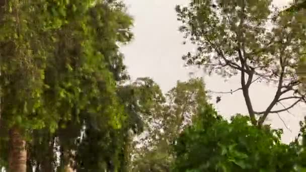 Wind Blowing Trees In Forest