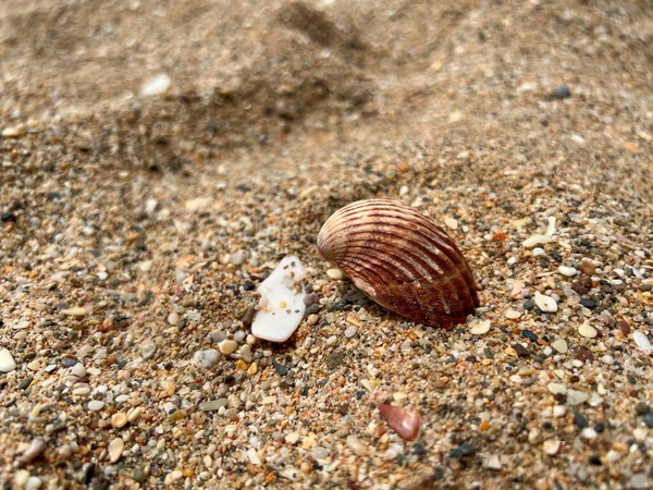 Life on beach Stock Photos, Royalty Free Life on beach Images ...