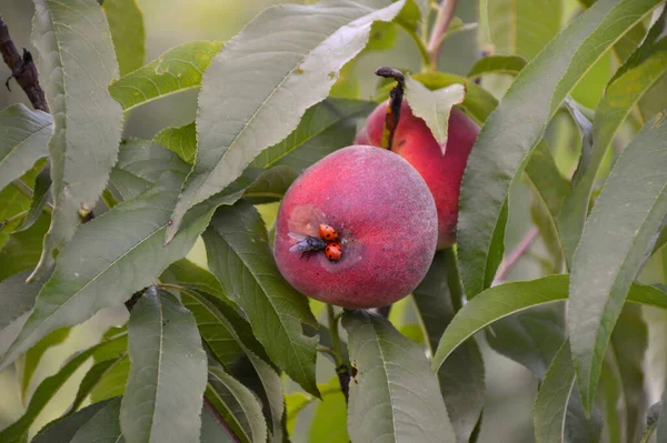 Ripe peach fruit on a tree branch. a fly and a ladybug sit on a rotten ...