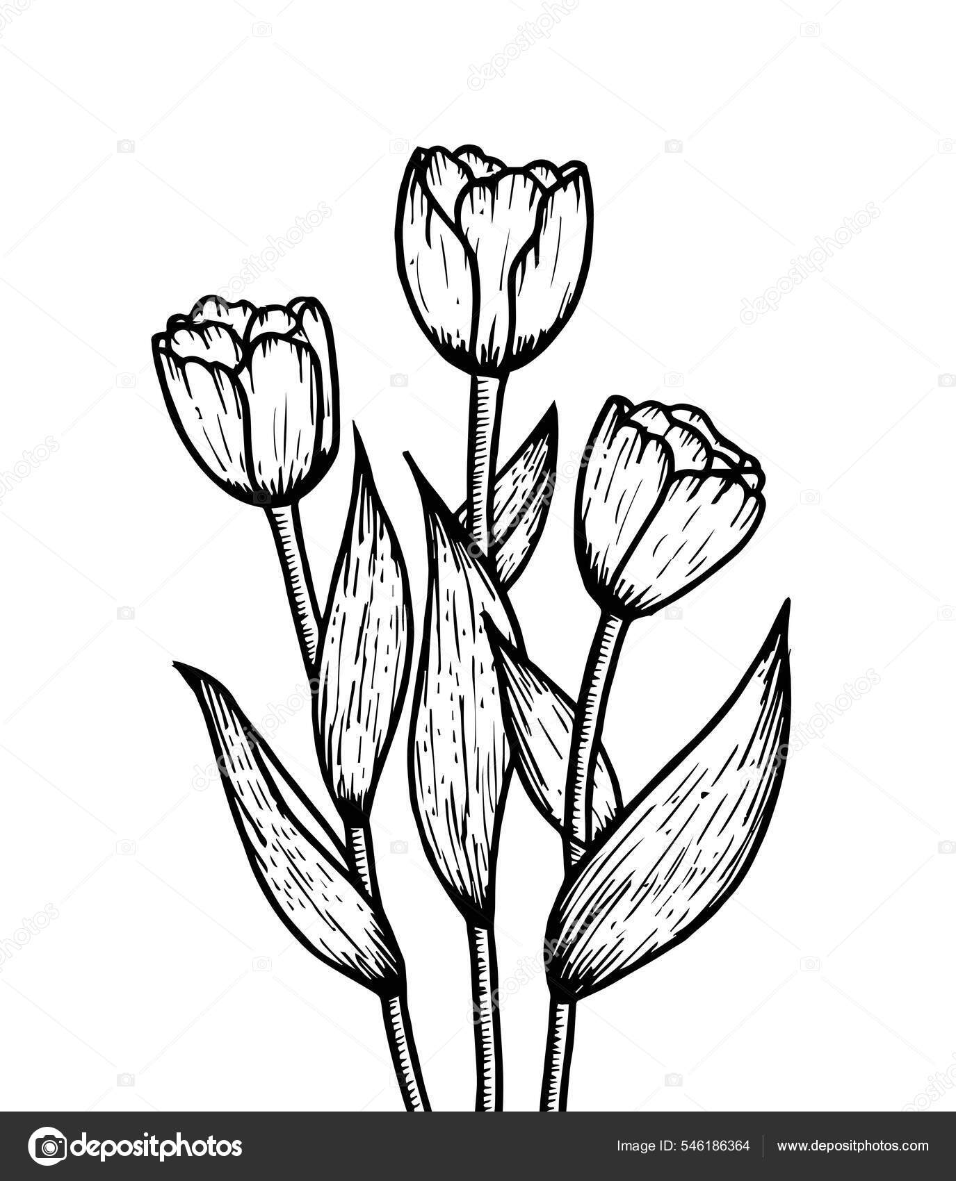 Sketsa Lukisan Bunga Tulip