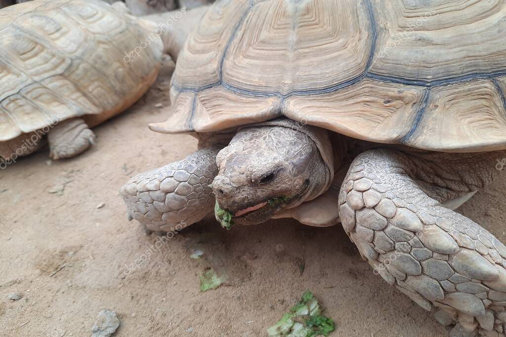 Las tortugas son un orden de reptiles conocidos como Testudines ...