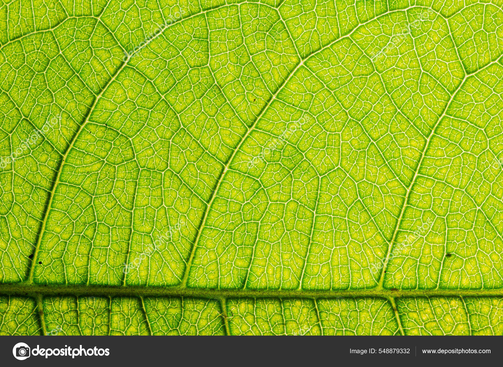 Venas Hojas Verdes Detalladas Texturas Para Fondos Papel Pintado ...