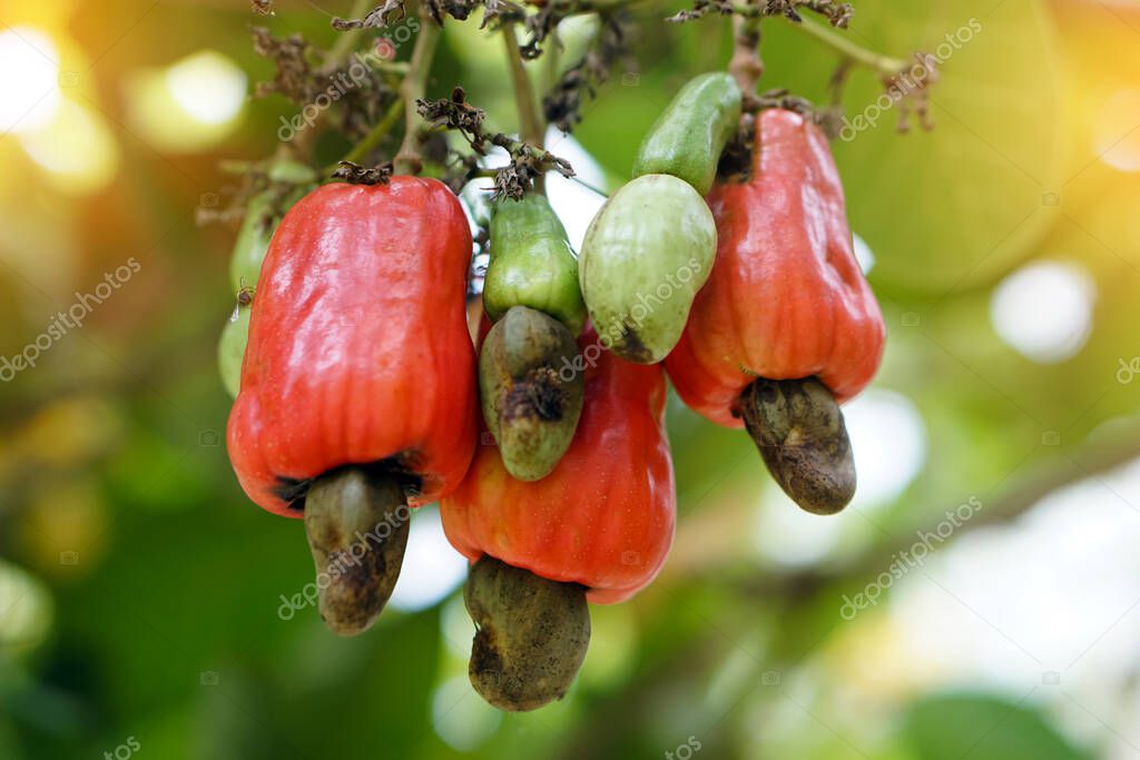 Frutos de anacardo en rama de árbol. Fresco y orgánico. Concepto ...