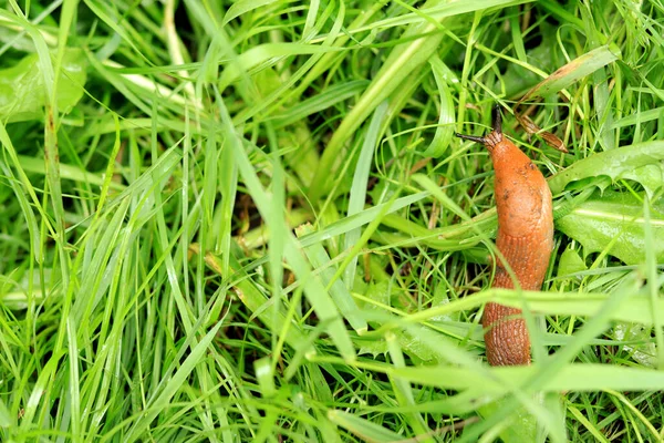 The slug crawls over the green vegetation after the rain. A gastropod ...