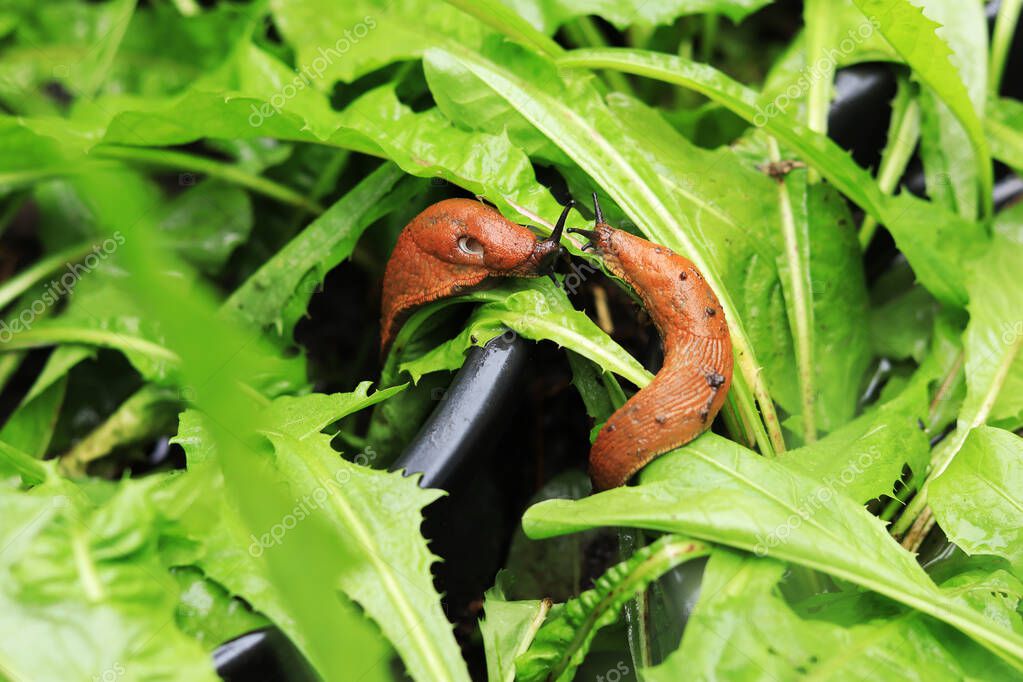 Two large brown slugs in nature among vegetation. A gastropod mollusk ...