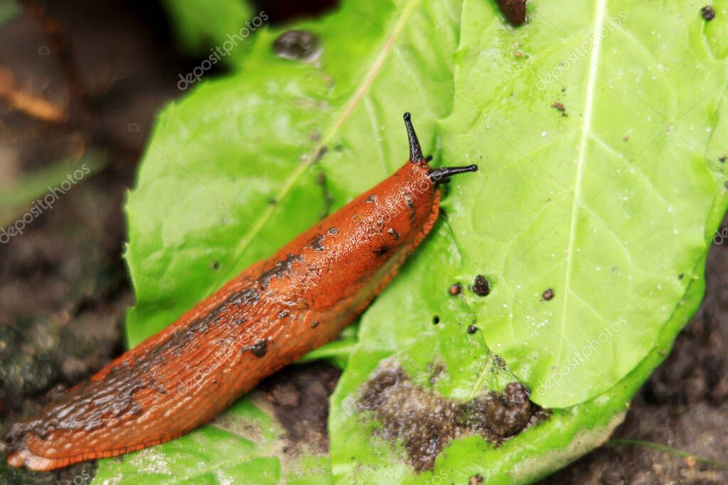 The slug crawls over the green vegetation after the rain. A gastropod ...