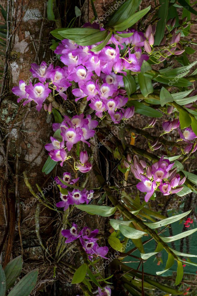 Orquídeas laelia en la naturaleza contra el tronco de un árbol ...