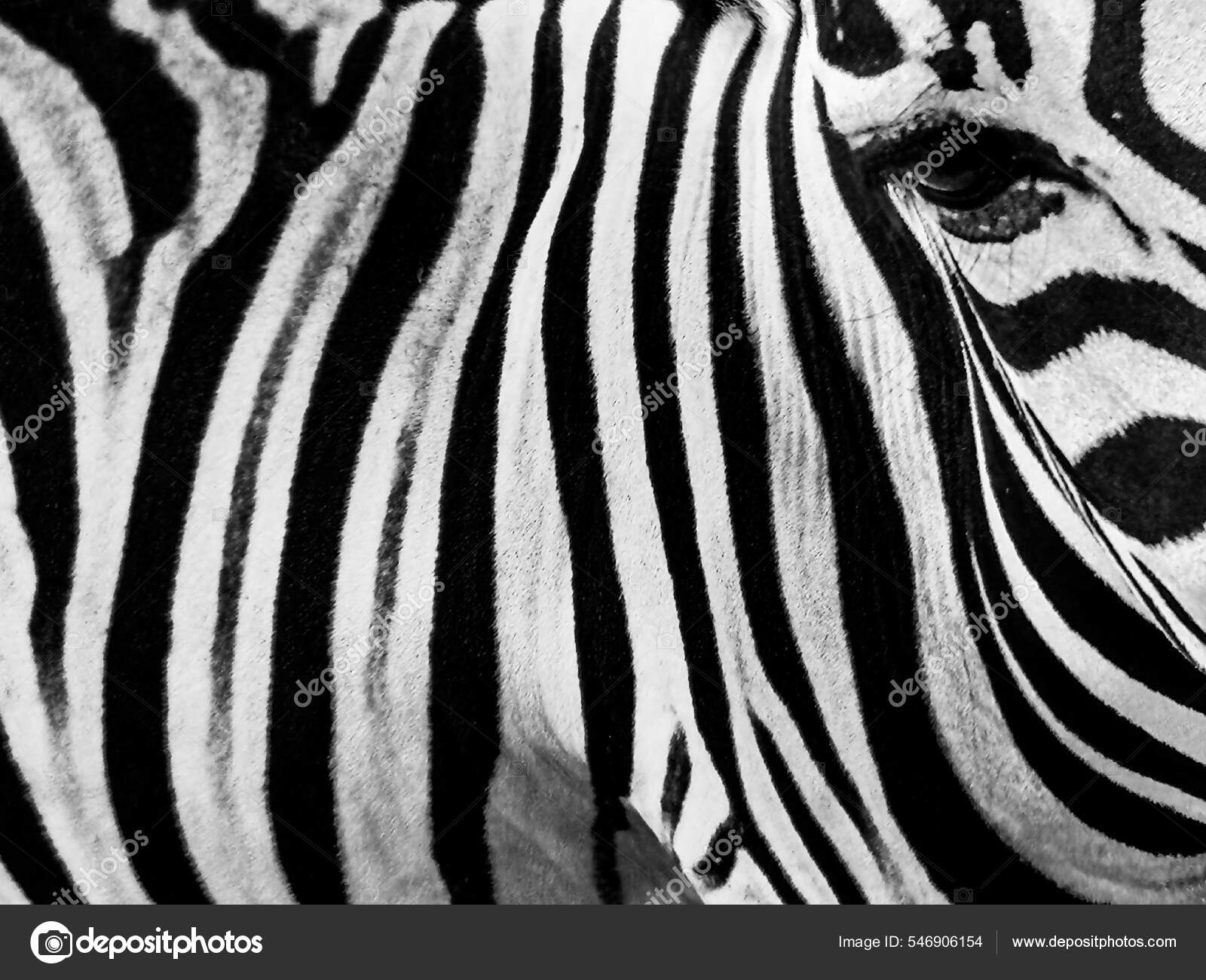 Zebra Pattern Took Picture Really Close Animal Make Feeling Image — Stock Photo © CesarBphoto ...