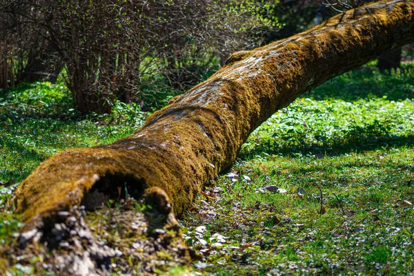 Broken tree Stock Photos, Royalty Free Broken tree Images | Depositphotos