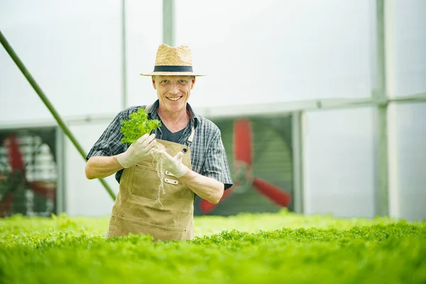 Happy Caucasian Entrepreneur farmer working in green organic vegetables ...
