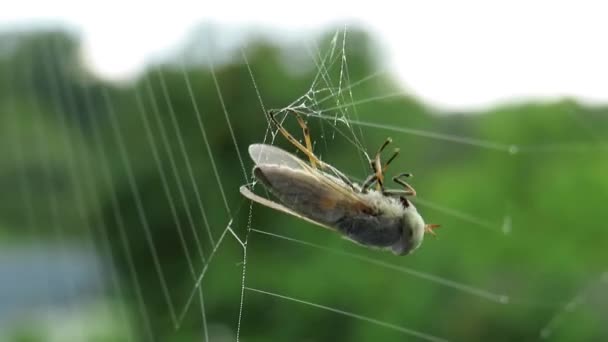 216 Predadores de insetos Videos, Royalty-free Stock Predadores de ...