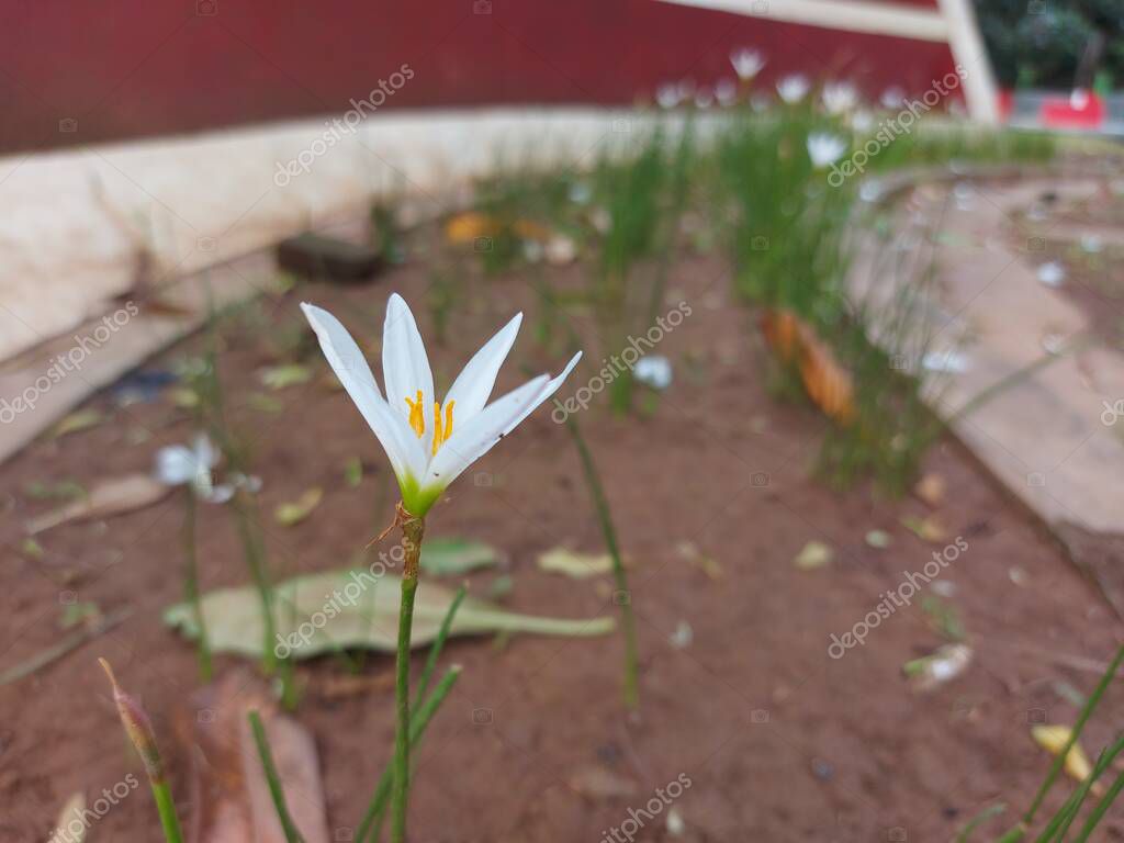 flor de Zephyranthes candida u otoño zephyrlily o viento blanco o lirio ...