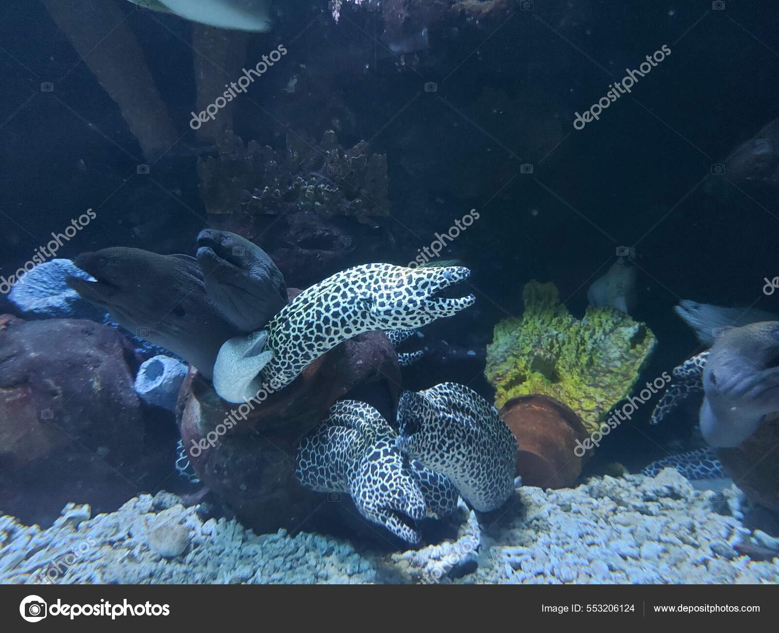 Unfocused Laced Moray Also Known Leopard Moray Eel Tessellate Moray ...