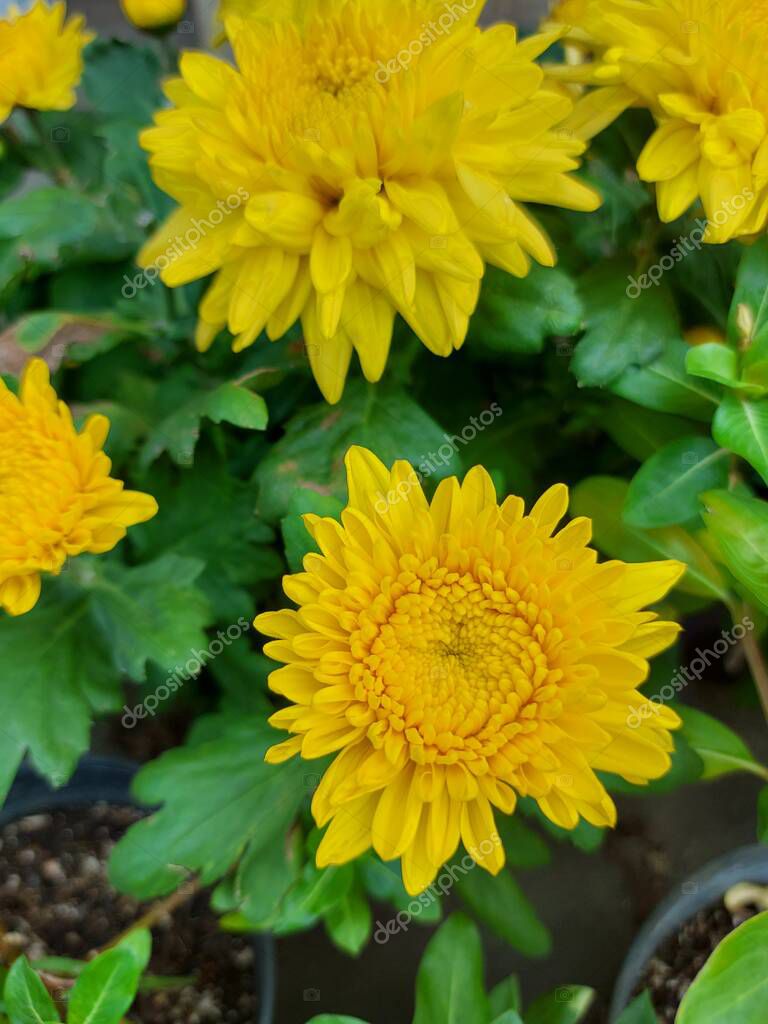 Flower of Chrysanthemums or bunga krisan ormumsorchrysanths. Es plantas ...