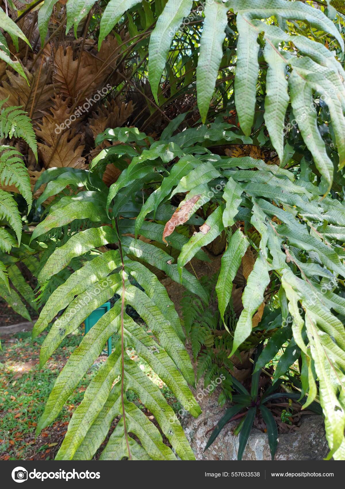 Plant Aglaomorpha Quercifoliaordrynaria Quercifolia Oakleaf Fern ...