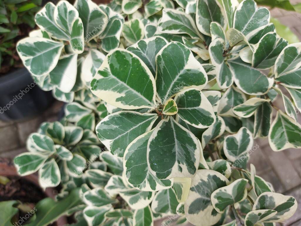 Planta de Ficus variegata o higo común del tallo rojo, higo verde ...