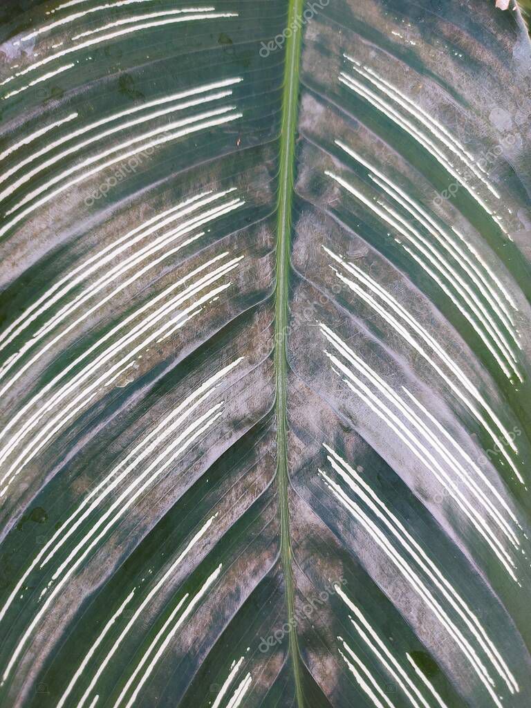 Planta de Goeppertia louisaeor Calathea louisae. Es una especie de ...