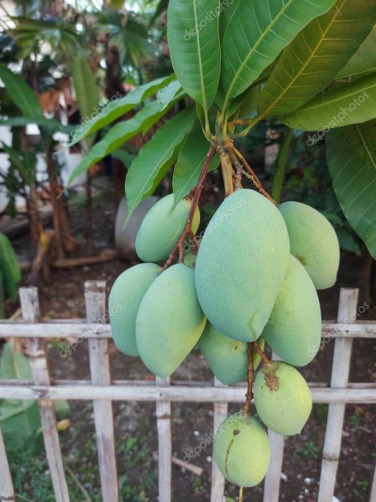 fruta inmadura de mango o Mangifera indica. colgando de la rama. Es una ...