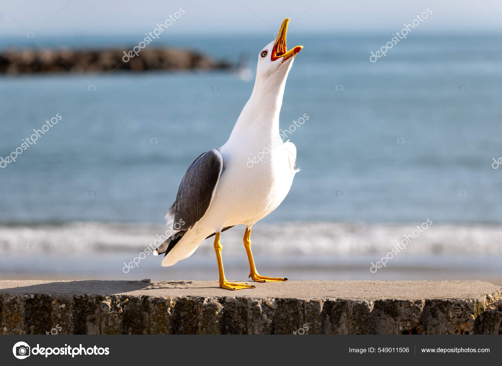 Screaming Seagull Its Head Raised Background Sea Stock Photo by ...