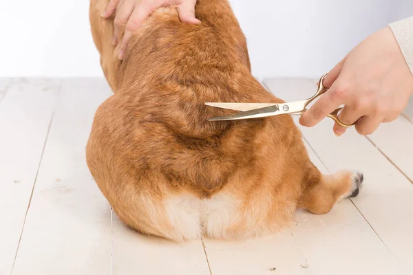 Canine castration Stock Photos, Royalty Free Canine castration Images ...
