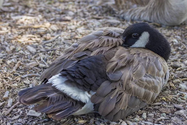 Goose nest Stock Photos, Royalty Free Goose nest Images | Depositphotos