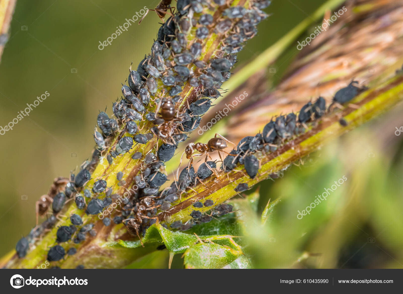 Ants Guard Herding Milking Aphids Plant Nature Germany — Stock Photo ...