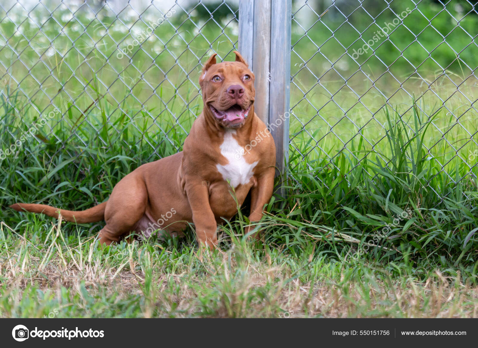 Three Month Old Pitbull Puppy Big Perfect Young Brown Pitbull — Stock ...