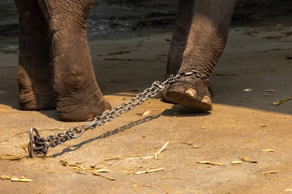 ⬇ Скачать картинки Elephant chained to leg, стоковые фото Elephant ...