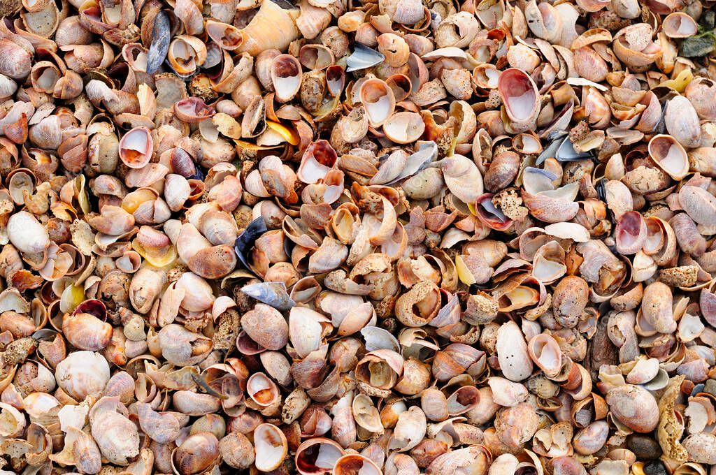 Many different seashells at lowtide in long island sound at Silver ...