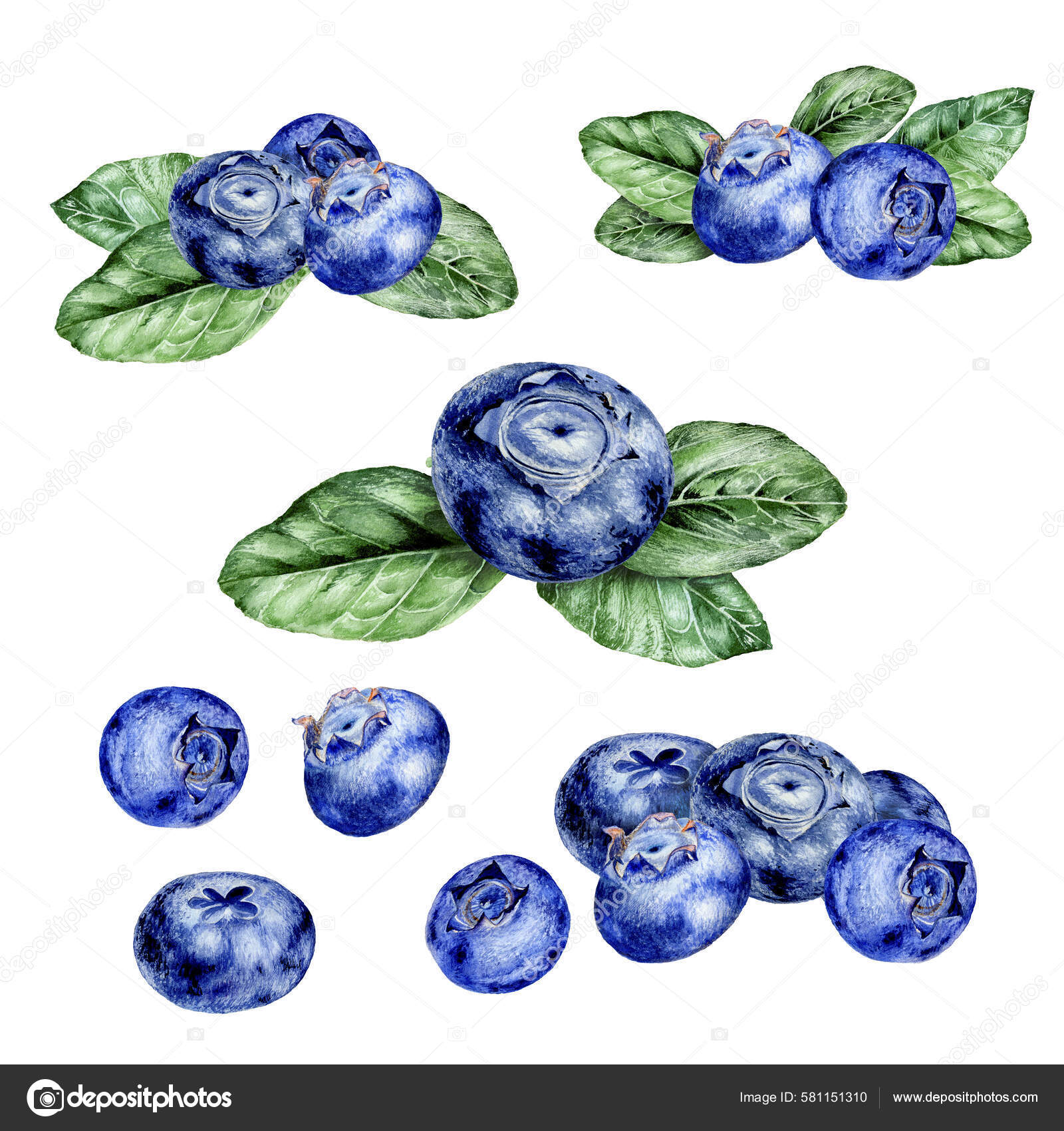 Blueberries Set Botanical Watercolor Illustration Isolated White ...