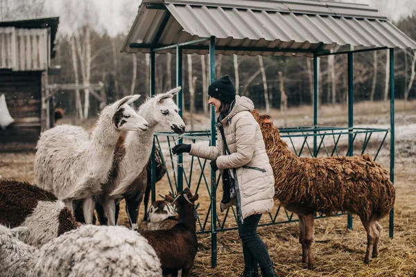 A modern shepherd Stock Photos, Royalty Free A modern shepherd Images ...