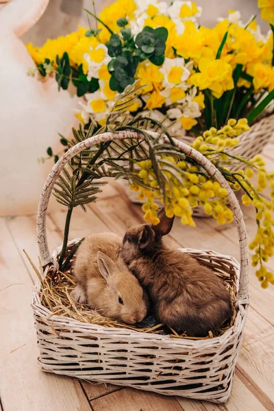 Bunny panier Stock Photos, Royalty Free Bunny panier Images | Depositphotos