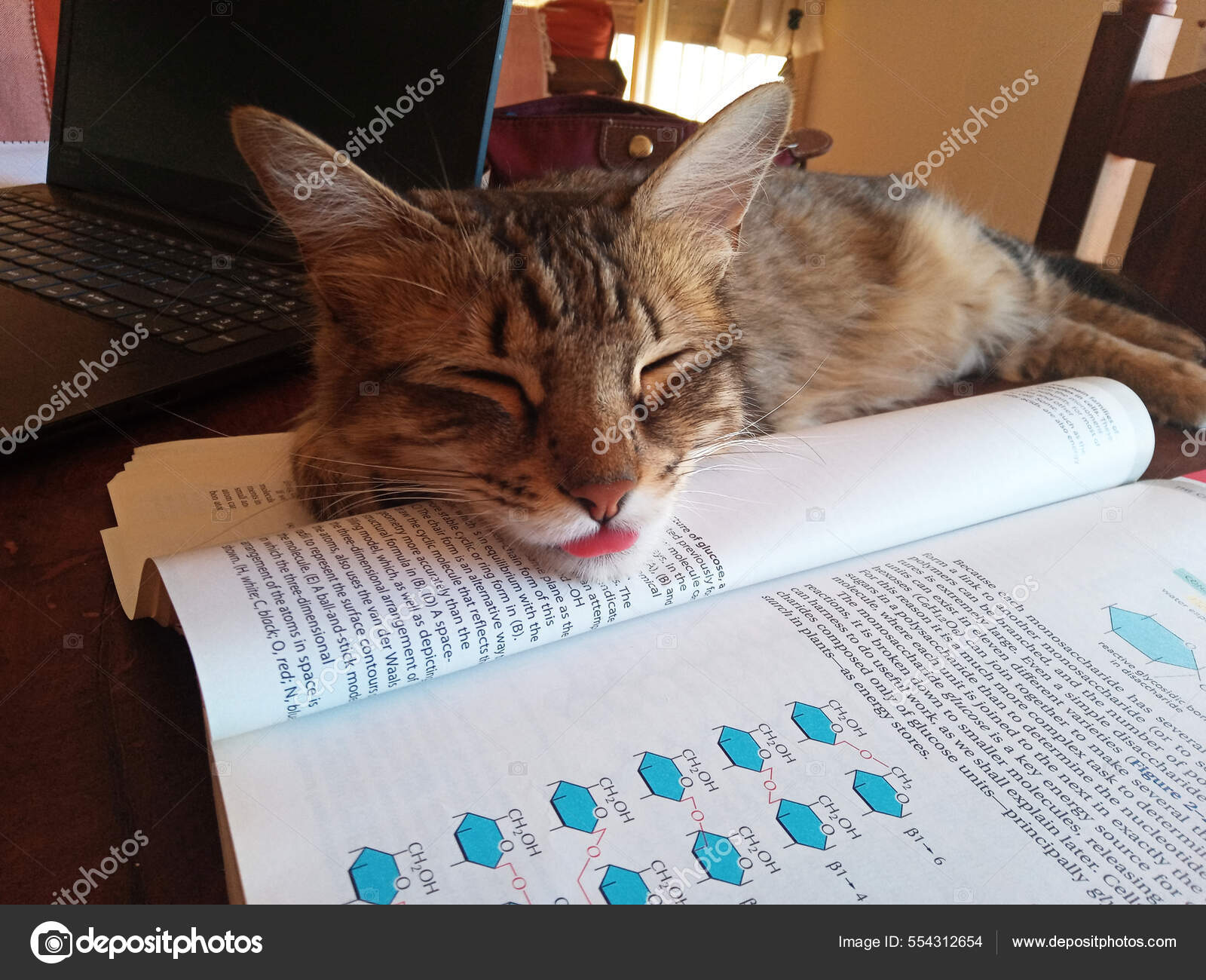 Studying Cute Cat